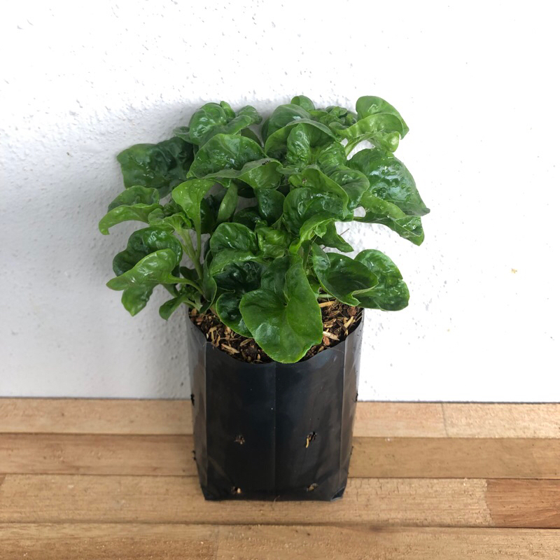 Pokok Bayam Brazil/ Brazillian Spinach/ Sambu Lettuce Dalam Polybeg ...