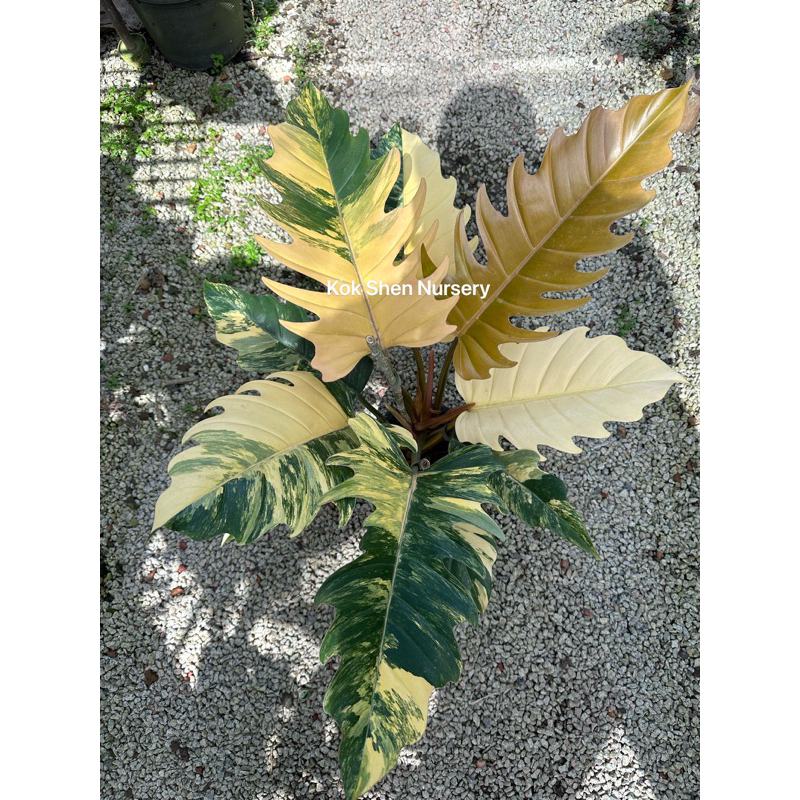 Philodendron Caramel Marble Variegated/Bunga Hidup | Shopee Malaysia