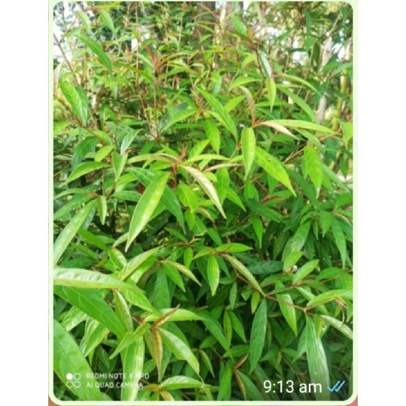 70pcs + 30pcs free POKOK BUNGA PAGAR. keratan batang pokok Bunga pagar ...