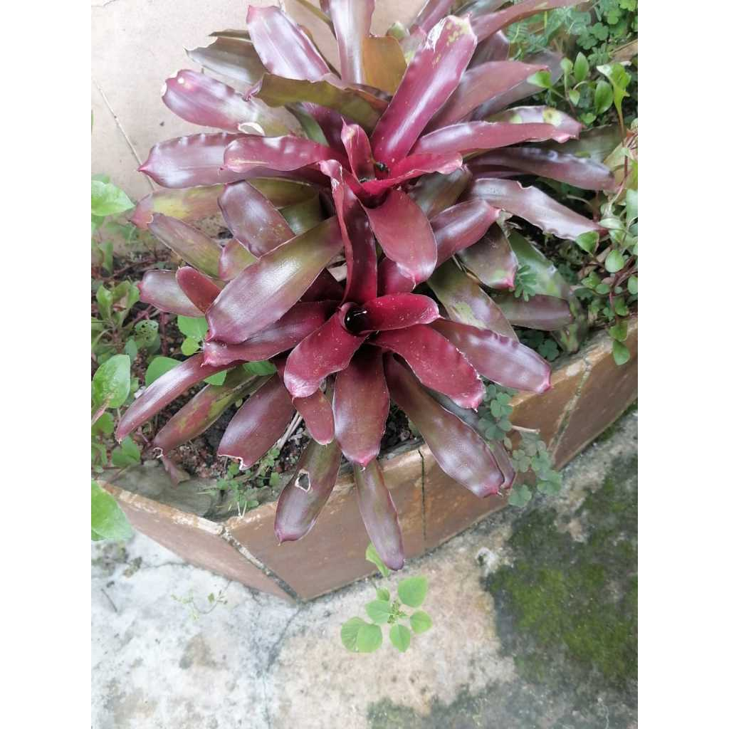 pokok bunga bromeliad fire ball , dalam pasu/polybag, harga murah ...