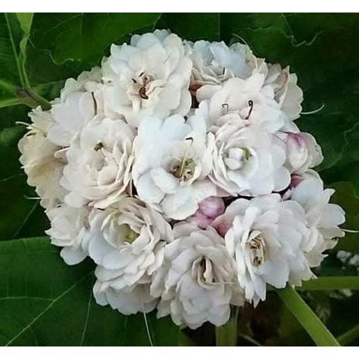 Anak Pokok Rompun/Melur Jawa/Melur Kampung | Shopee Malaysia