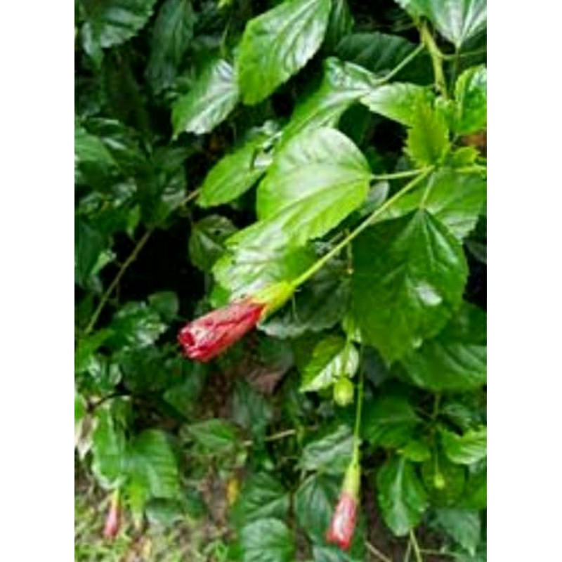15 HELAI DAUN BUNGA RAYA (HIBISCUS) | Shopee Malaysia