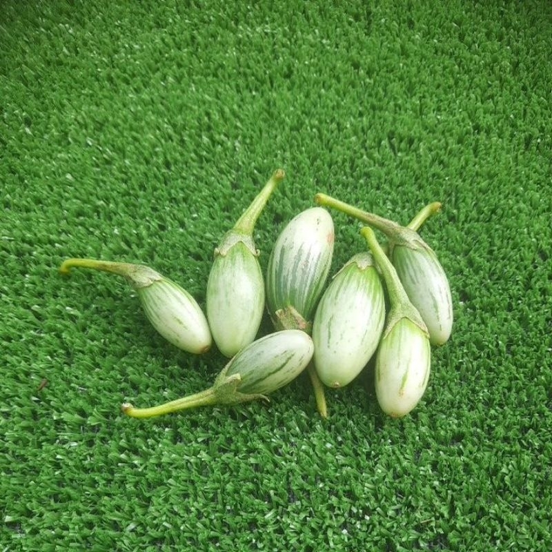 anak pokok terung ulam ranggup sedap | Shopee Malaysia