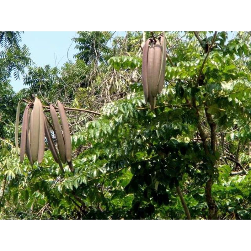 pokok beka pokok beko/molar dalam polibag free gift | Shopee Malaysia