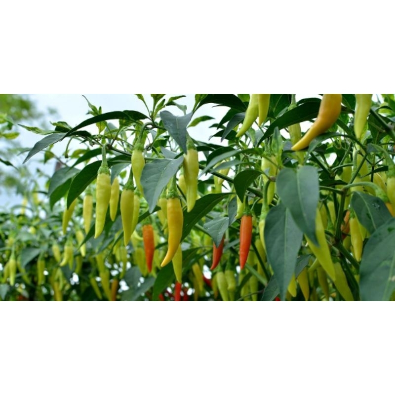 1kg Lada Burung Kampung / 1kg Cili Burung Kampung | Shopee Malaysia