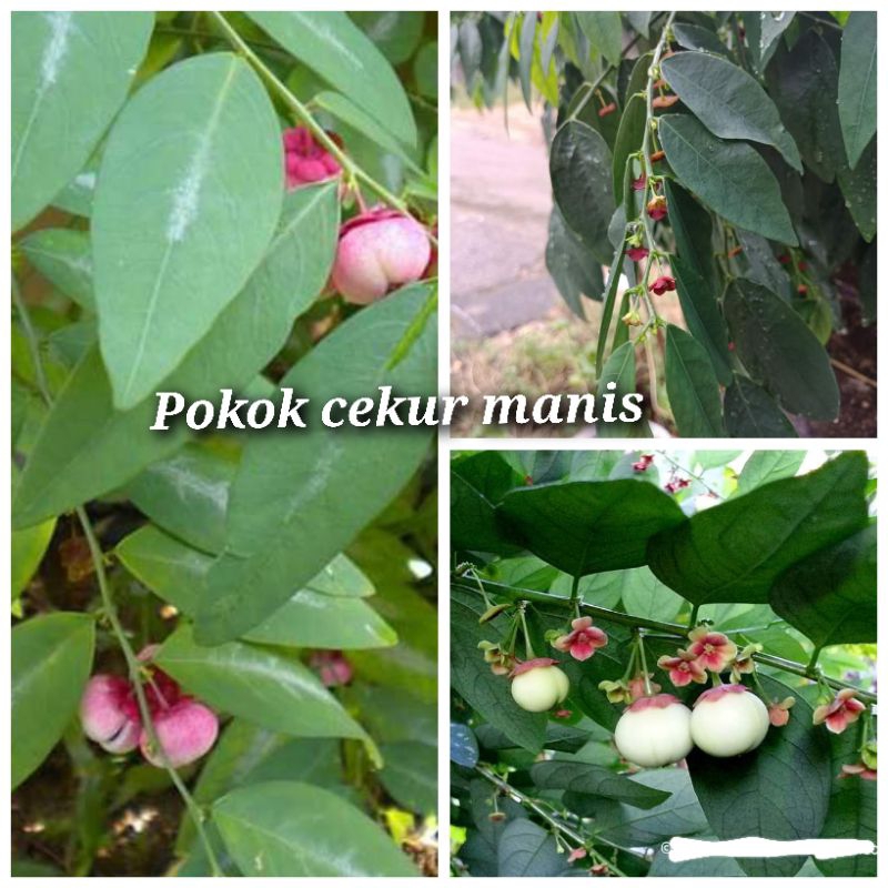 pokok cekur manis dalam polibag (free gift) | Shopee Malaysia