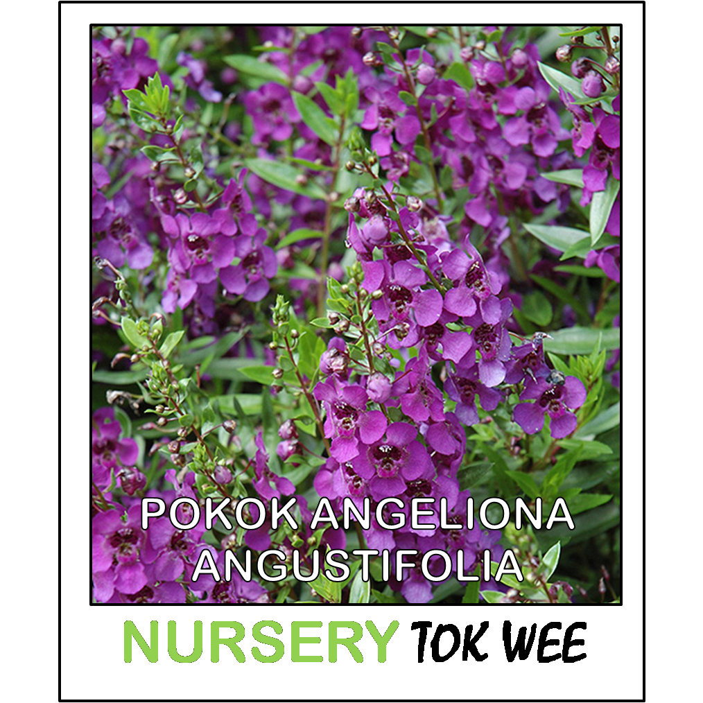 VIOLET ANGELONIA ANGUSTIFOLIA/POKOK LAVENDER | Shopee Malaysia