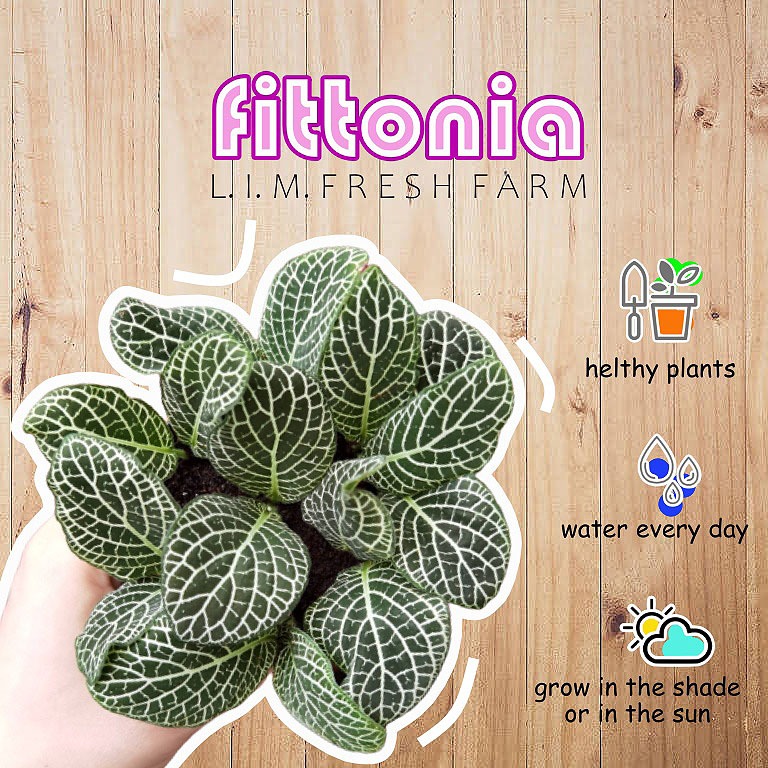 FITTONIA PLANT ( 1 plant with pot ) | Shopee Malaysia