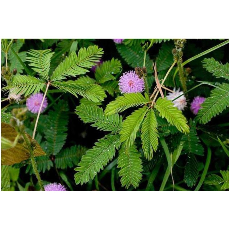 40 Pokok SEMALU bersama akar & keratan batang sahaja . Pokok Puteri ...