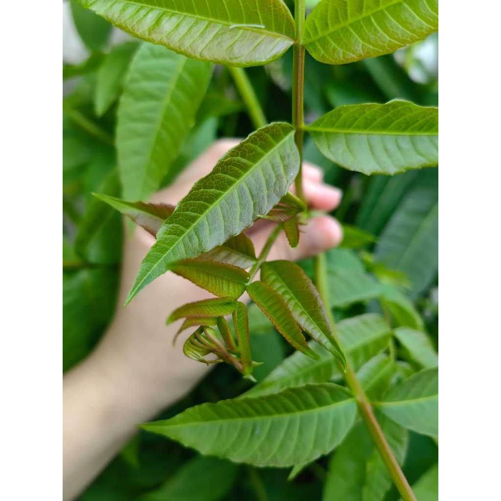 【LEAVES】Toona Sinensis | Chinese Toona | Chinese Cedar | Chinese ...