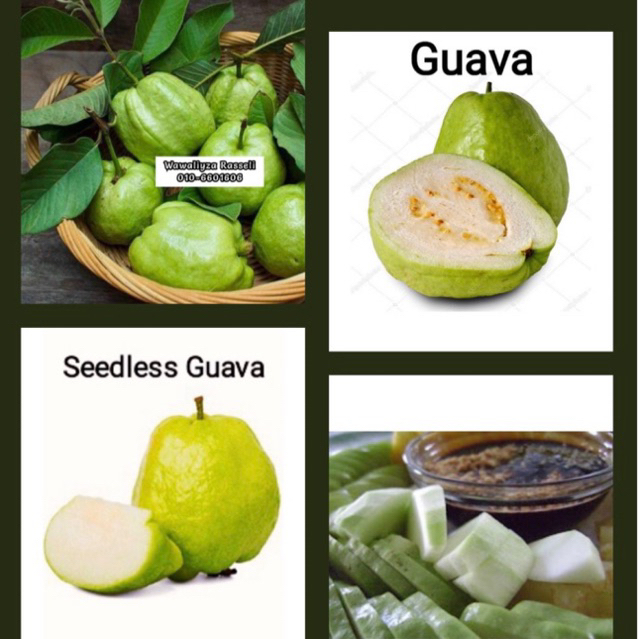 1kg JAMBU BATU LOHAN (GUAVA) | JAMBU BATU SEEDLESS | JAMBU MUDA MANIS ...
