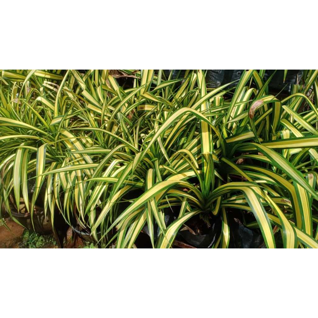 POKOK PANDAN MAS BESAR | Shopee Malaysia