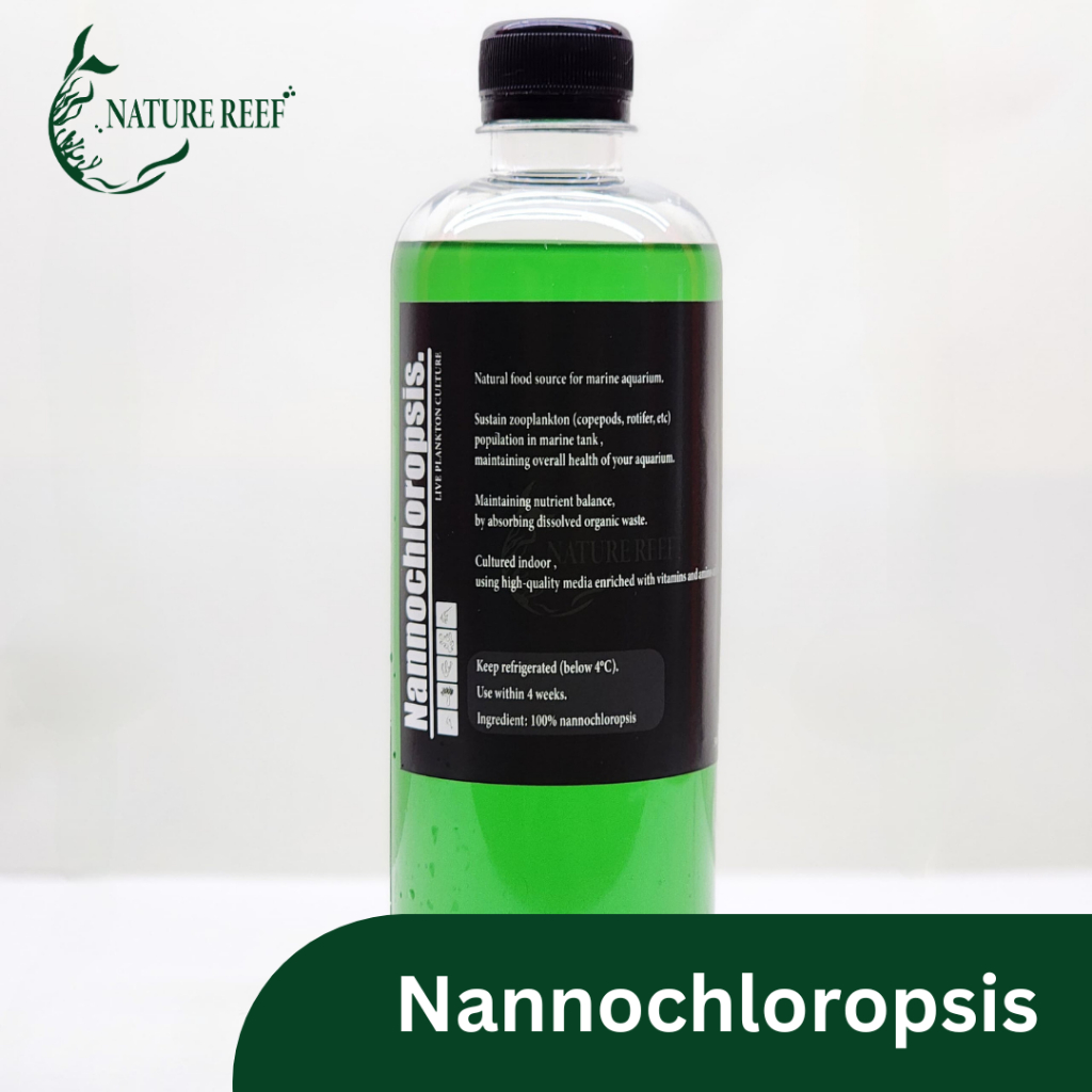 Nannochloropsis, 500ml, plankton culture, Lab environment culture ...