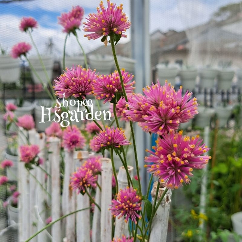 6 biji benih Gomphrena Fireworks • coated seeds • Rare seeds • Globe ...