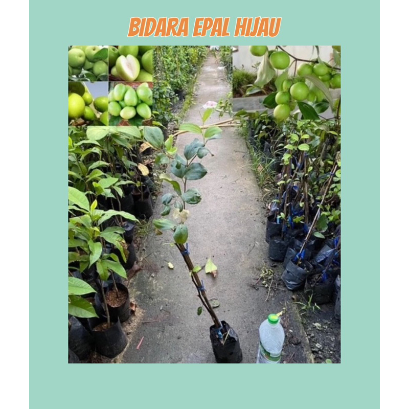 Pokok bidara Epal Hybrid pokok tinggi buah hijau ( kawin ) / cepat ...