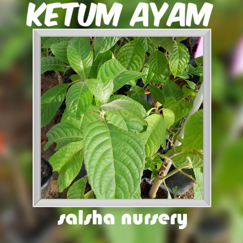 Pokok Ketum Ayam Pengganti dedak | Shopee Malaysia