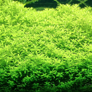 [Aquatic Plant] Pearl Weed Submerged Hemianthus Micranthemoides Green ...