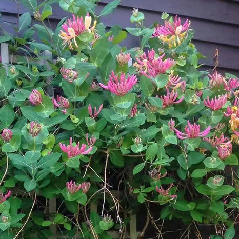 Anak pokok honeysuckle tahan sejuk, tumbuhan hijau dalam pasu, bunga ...
