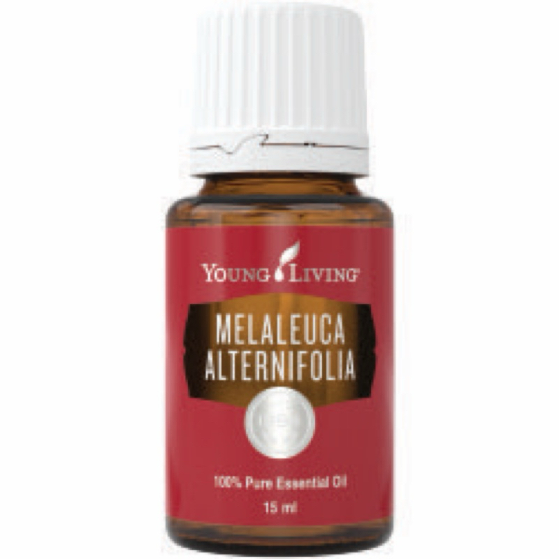 Melaleuca Alternifolia Young Living Essential Oil 15ml original from ...