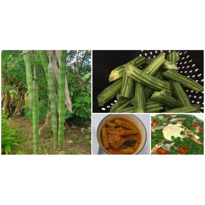 4pcs batang buah Moringga BUAH KELOR BUAH MURUNGGAI BUAH MUNGGSi buah ...