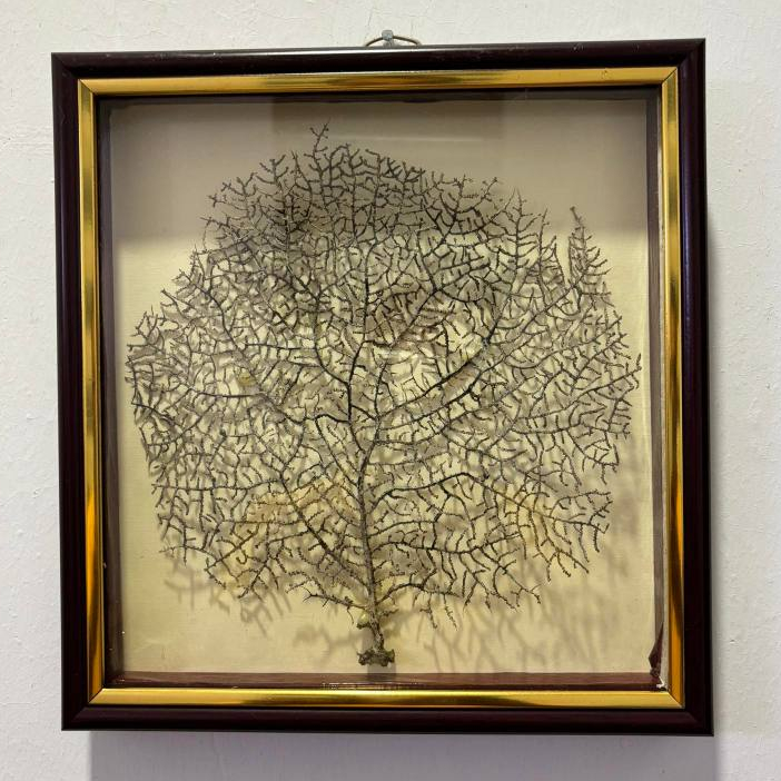 Energized and 100% Original Indrajal Tree with Frame for Vastu Remedy ...