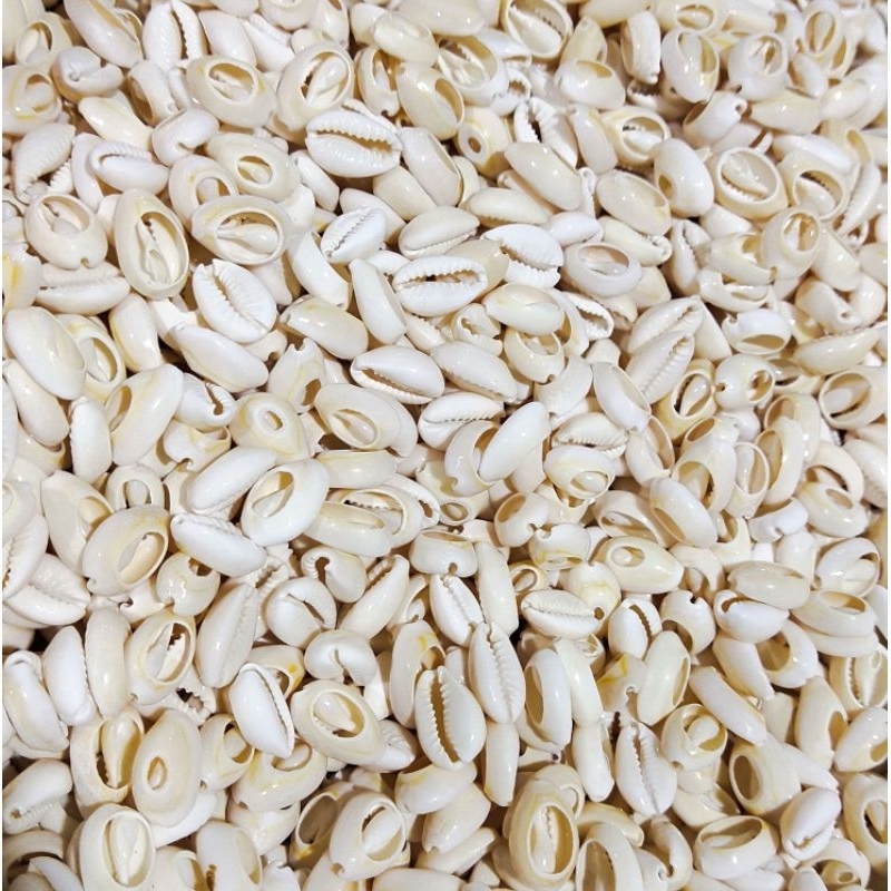 Seashell /Burie Kuyung (putih) | Shopee Malaysia