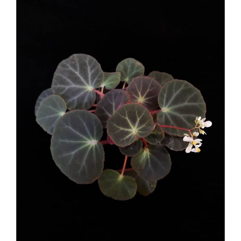 begonia subacida (species) | Shopee Malaysia