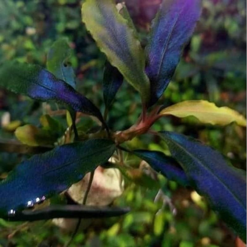 [BUY 4 FREE 1] Bucephalandra Emerald Blue (stalk) aquatic plant for ...