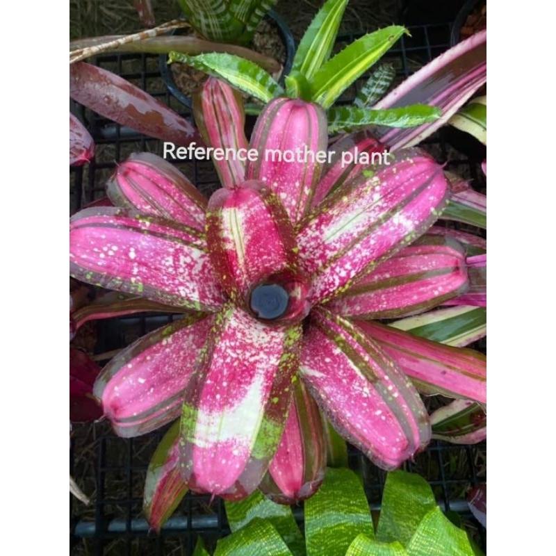 Neoregelia CanFire x Giant💗💗 | Shopee Malaysia
