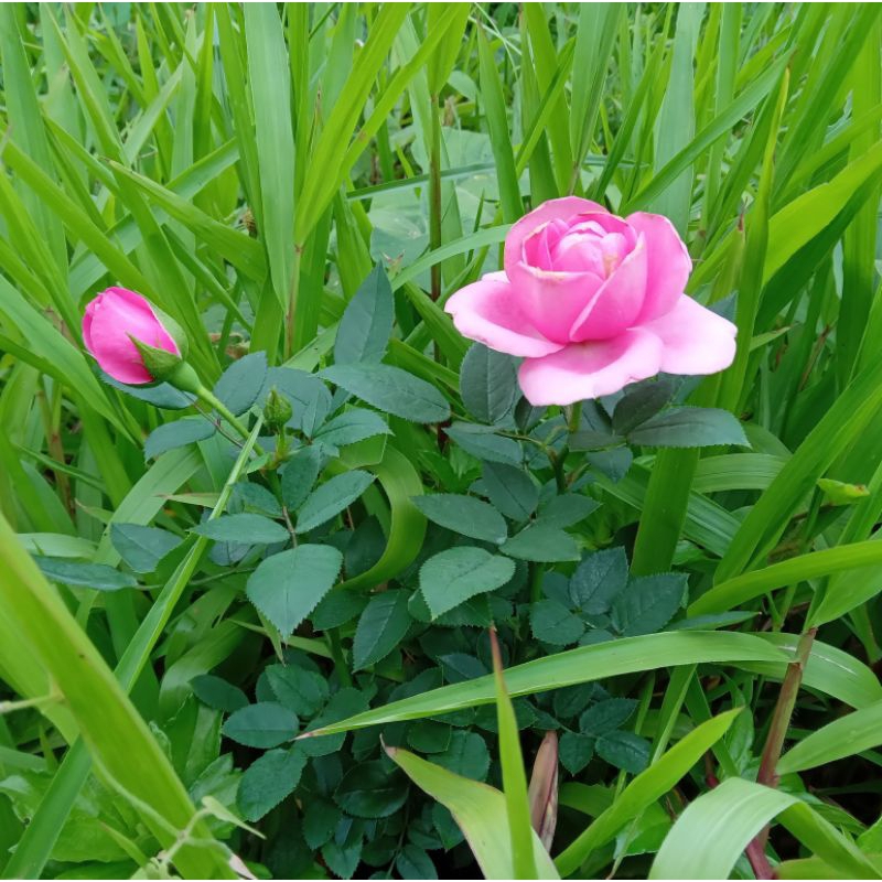 Anak Pokok Bunga Rose ( Pink ) | Shopee Malaysia