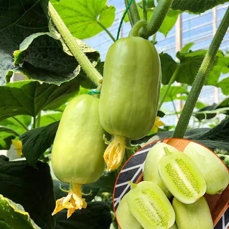 🥒4 Biji Benih🥒Timun Mini Jade Girl Cucumber 玉女黄瓜种子 | Shopee Malaysia