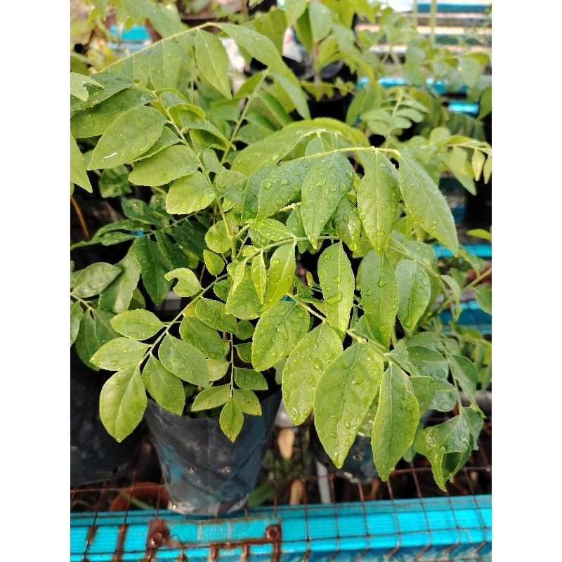 (KS) Anak pokok cemumar pokok ulam | Shopee Malaysia