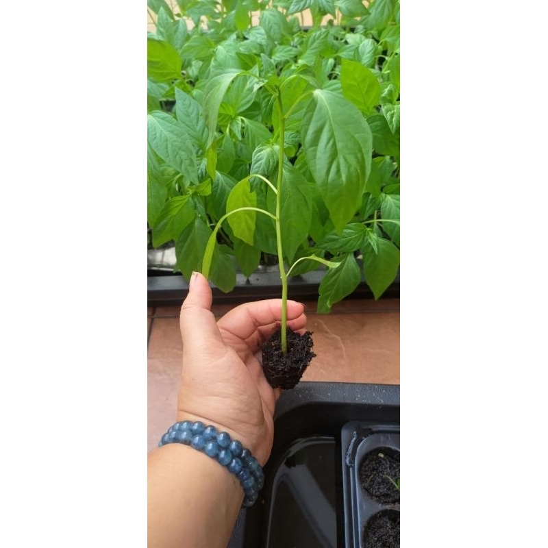 Anak pokok cili lada solok (Malaysia ready stock) | Shopee Malaysia