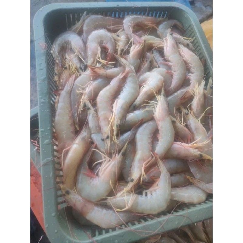 [1kg] Udang Akor Hijau fresh beku | Shopee Malaysia