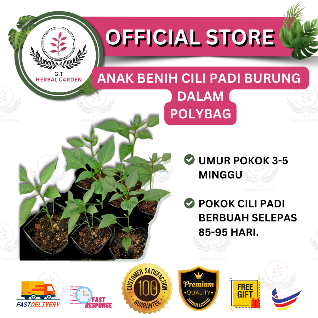 ANAK BENIH CILI PADI BURUNG / BIRD'S EYE CHILI PADI PLANT | Shopee Malaysia
