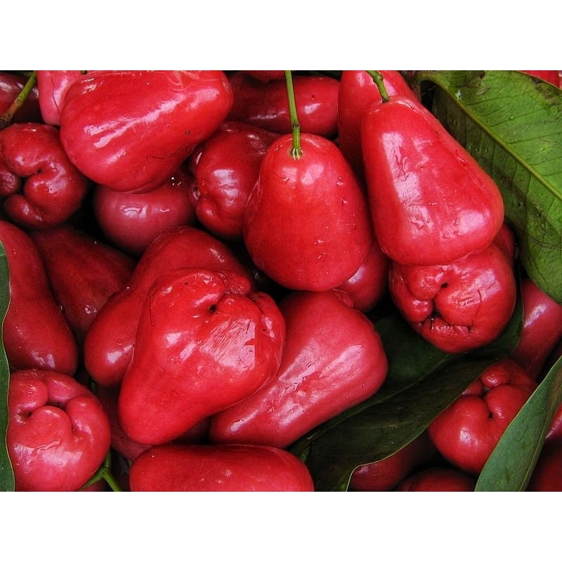 anak pokok jambu madu merah/ jambu air merah | Shopee Malaysia