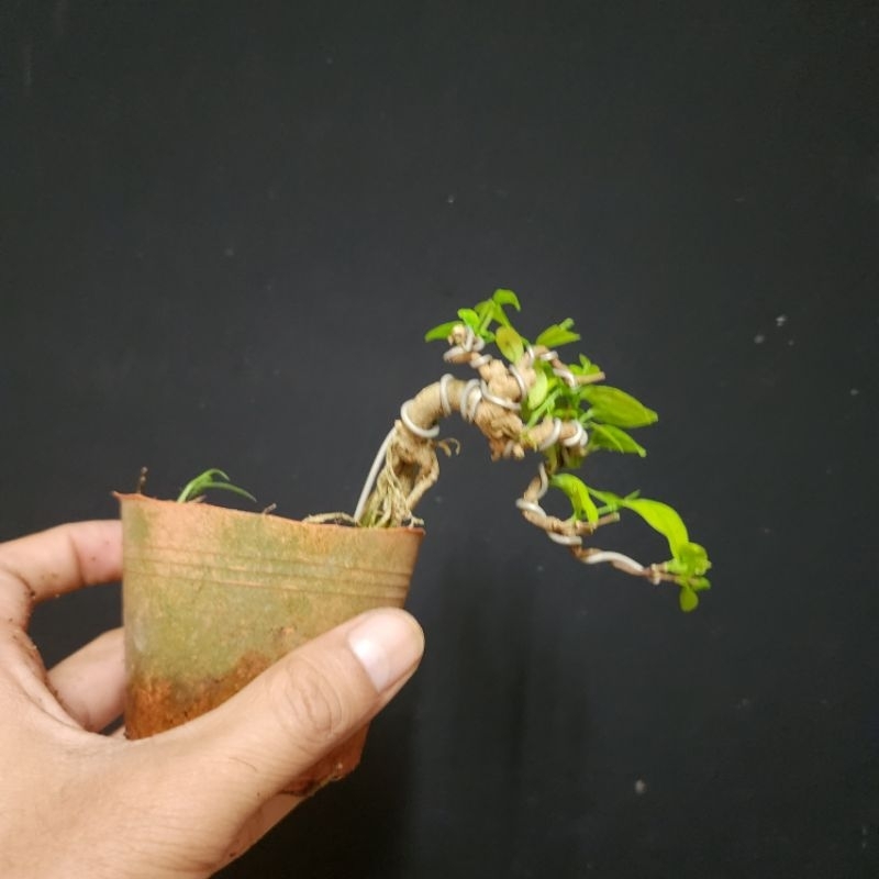 bonsai jeliti sui mei 水梅 for beginner | Shopee Malaysia