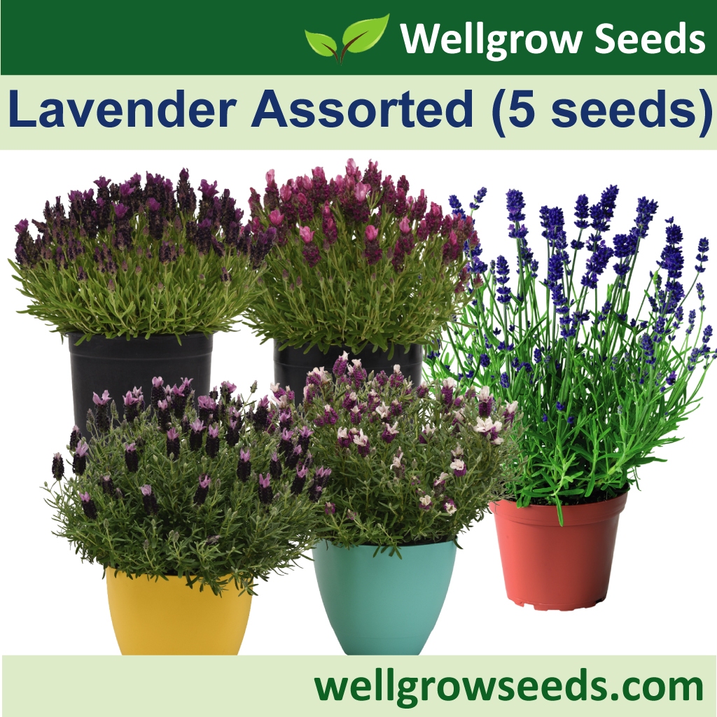 Lavender Assorted (5sds) English Lavender Spanish Lavender Flower Seeds ...