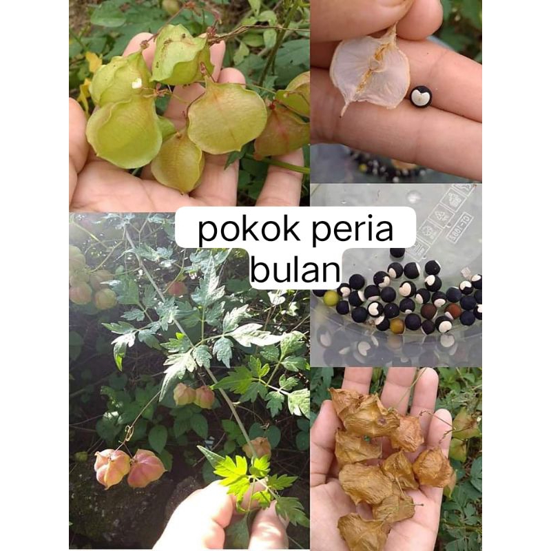 pokok peria bulan banyak khasiat (buah/pokok/bijibenih)+freegif🎁 ...