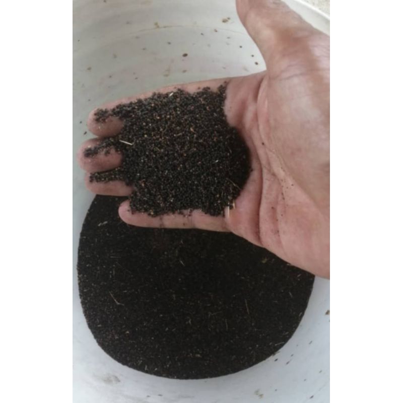 Benih Maman hijau kelopak 5. | Shopee Malaysia