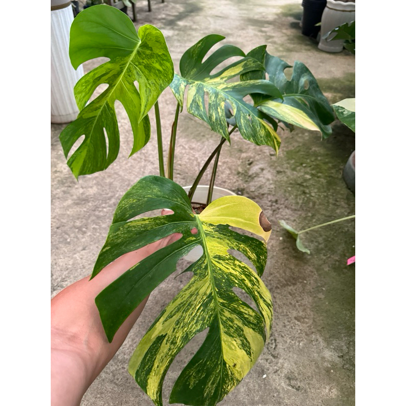 Monstera Tricolor MARILYN perfect variegated🪴 | Shopee Malaysia