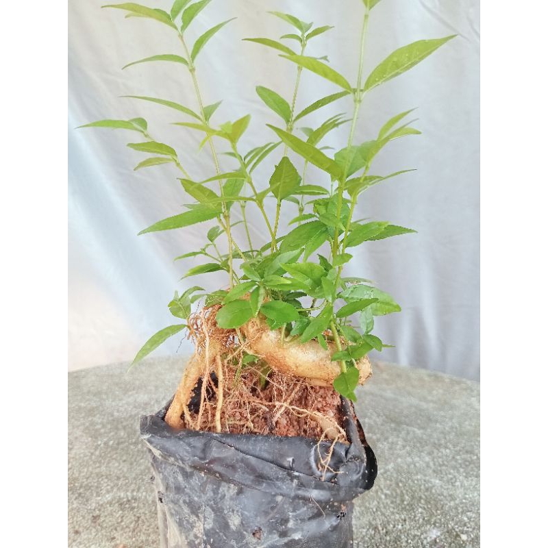 Bonsai Jeliti/ Shui mei/ seedlings wrigtria/ water jasmine/ 水梅苗 ...