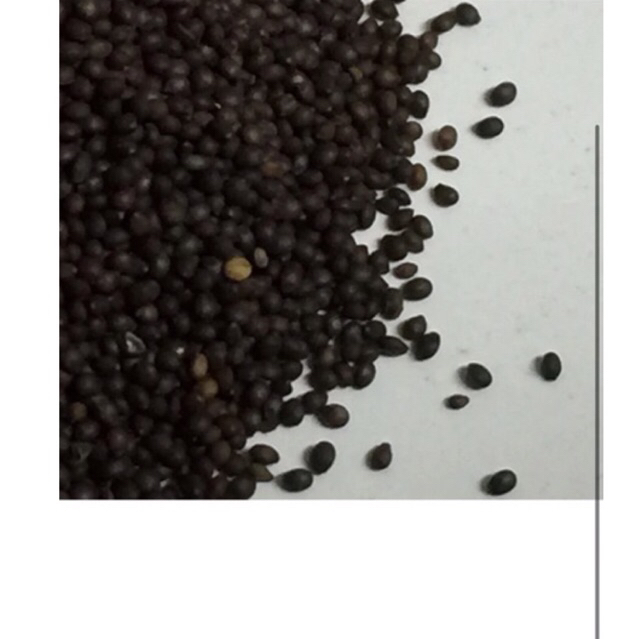 Elephant Creeper seed Vriddhadaru Samunder Sokh (Convolvulaceae syn ...