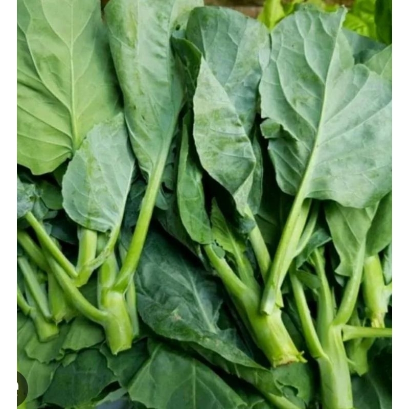 Biji benih sayur Kailan kerinting | Shopee Malaysia