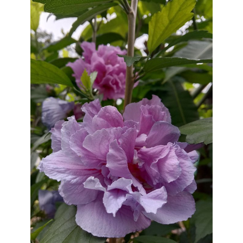 🔥🔥Bunga Raya Hybrid No.18🔥🔥 | Shopee Malaysia