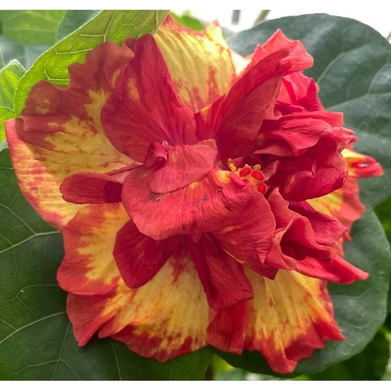 PART 1/6 : Pokok Bunga Raya Hibrid Hybrid / Hibiscus Gator Magic ...