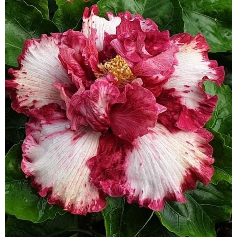 PART 1/6 : Pokok Bunga Raya Hibrid Hybrid / Hibiscus Gator Magic ...