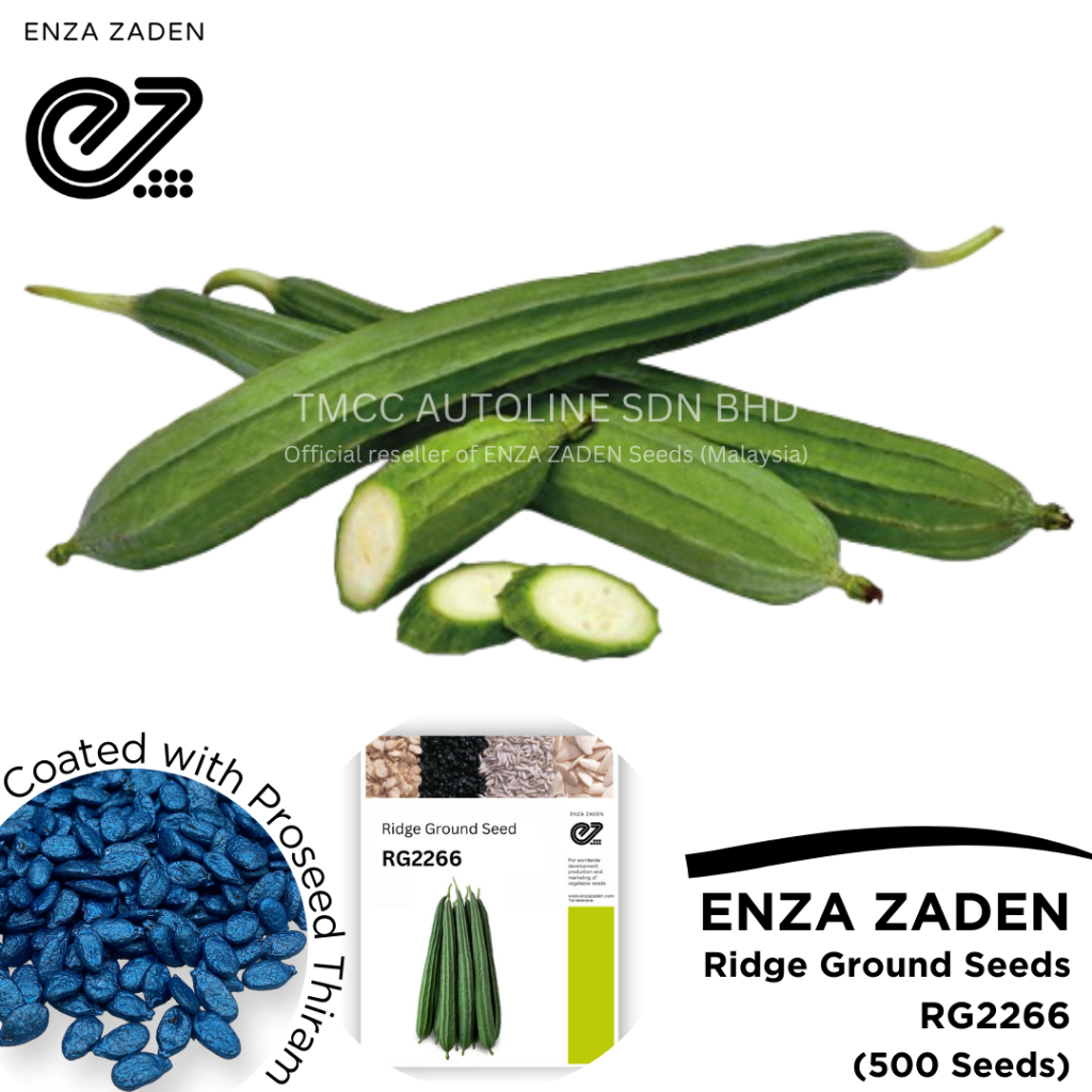 Enza Zaden - Ridge Gourd Seed - RG2266 (500 Seeds) | Shopee Malaysia