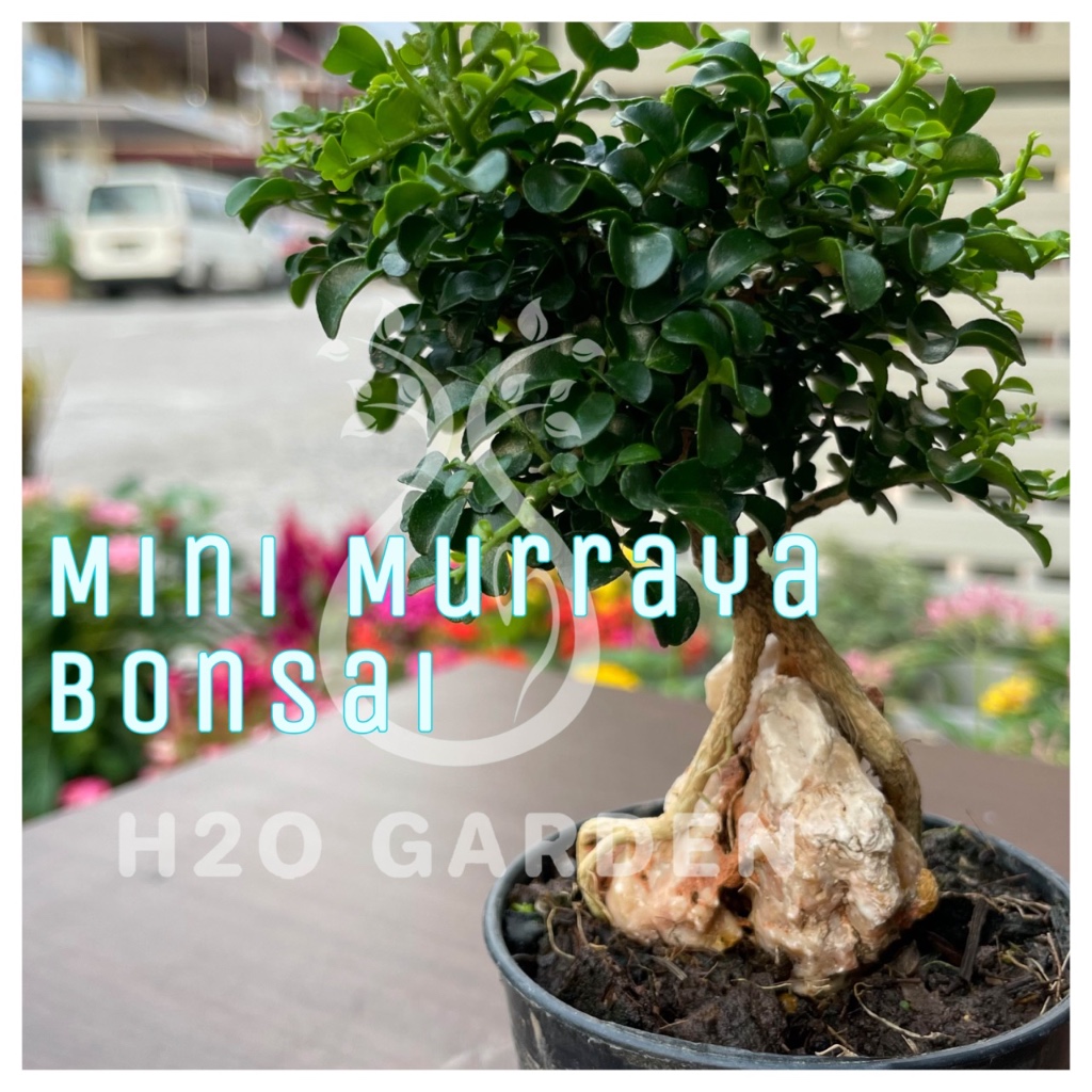 H2O - Mini Thai Murraya Bonsai 迷你泰国七里香 [Bonsai Plant] Live Plant ...