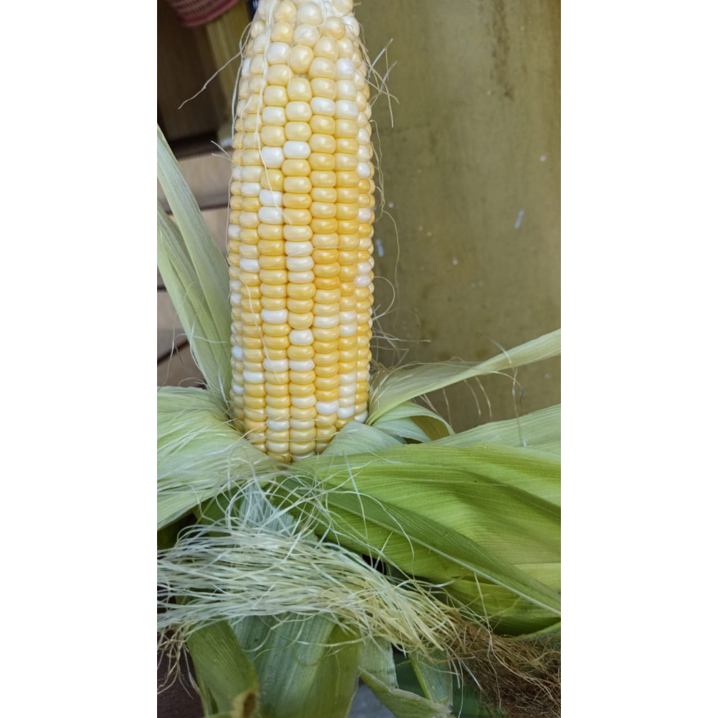 Jagung Mutiara fresh Dari Ladang | Shopee Malaysia